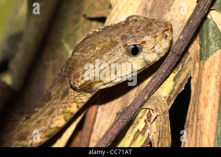 Common lancehead, Bothrops atrox, in its natural environment, tropical ...