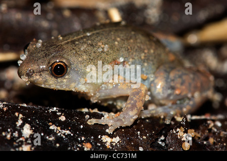 A cute and extremely tiny Sheep Frog (Chiasmocleis ventrimaculata) in ...