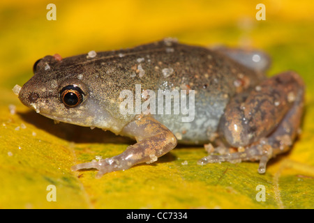 A cute and extremely tiny Sheep Frog (Chiasmocleis ventrimaculata) in ...