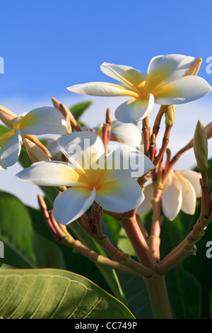 Closeup of plumeria flowers, Molokai, Hawaii, USA. Also known as ...