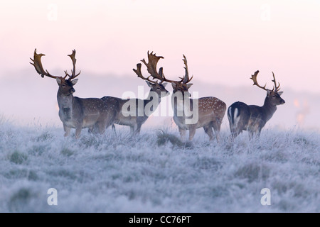 European fallow deer (Dama dama) four foraging does / females hiding in ...