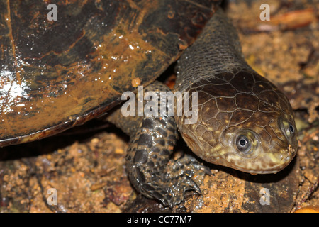 A Gibba Turtle (Phrynops gibbus) in the Peruvian Amazon Stock Photo - Alamy