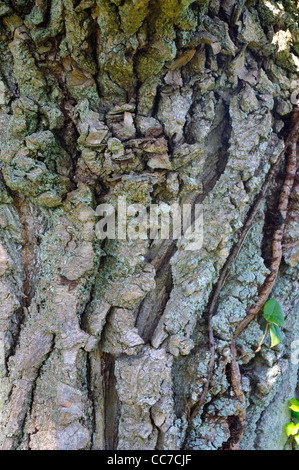 Quercus velutina Lam Quercus velutina Lam Stock Photo - Alamy
