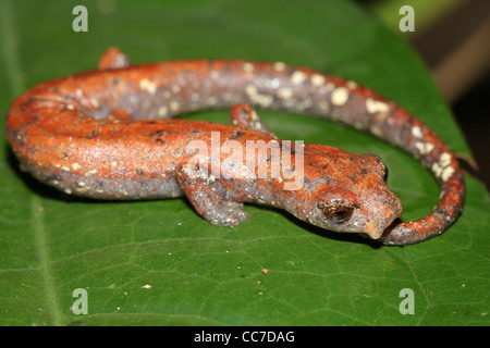 An Amazon Climbing Salamander (Bolitoglossa altamazonica) on a leaf at ...