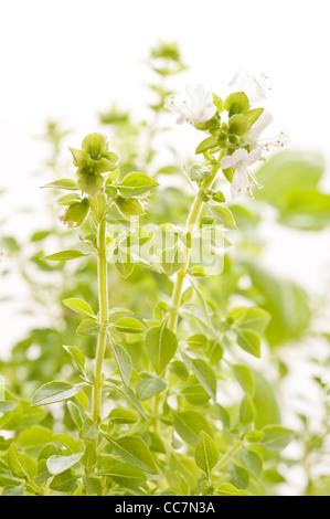 Flowering Greek Basil (Ocimum basilicum Stock Photo - Alamy