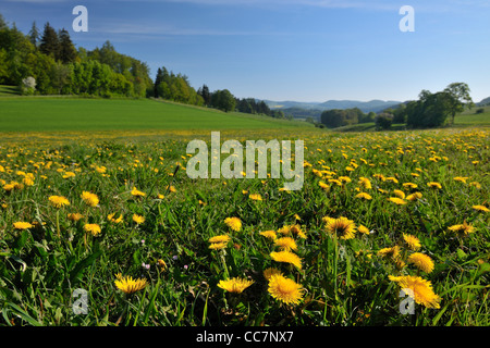 Dommel, Ottlar, Diemelsee, Hesse, Waldeck-Frankenberg, Germany Stock ...