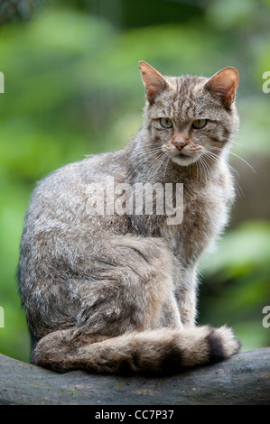 A wildcat (lat.: Felis silvestris) on the couch in its outdoor ...