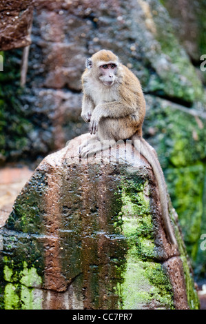 Philippine Long-tailed Macaque (Macaca fascicularis philippensis ...