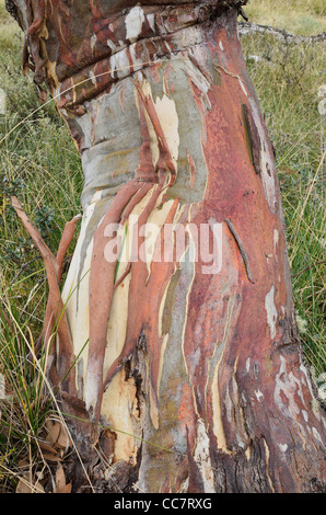 Snow Gum (Eucalyptus pauciflora) bark, Snowy Mountains, Kosciuszko ...