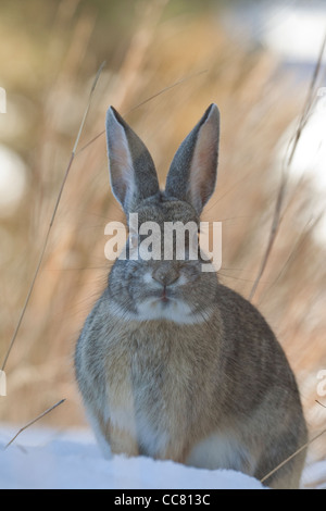 Cottontail Rabbit in the snow, winter near Flagstaff, Arizona, USA ...