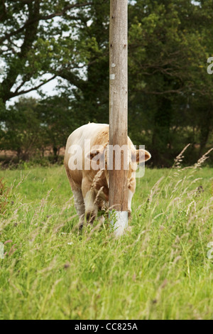 Telegraph pole in field Stock Photo - Alamy