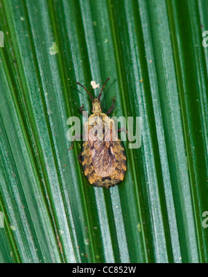 Assassin Bug (Reduviidae), Costa Rica Stock Photo - Alamy