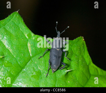 Weevil Costa Rica Stock Photo - Alamy
