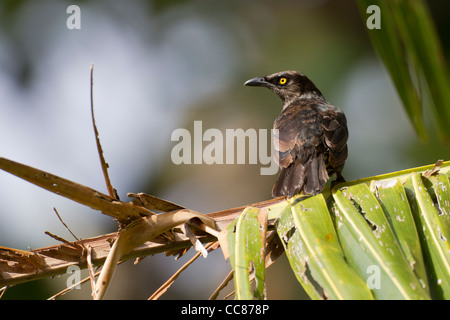 Micronesian Starling (Aplonis opaca orii), an endemic species to ...