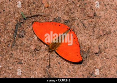 Western Red Glider Butterfly Cymothoe mabillei Nymphalidae male in ...