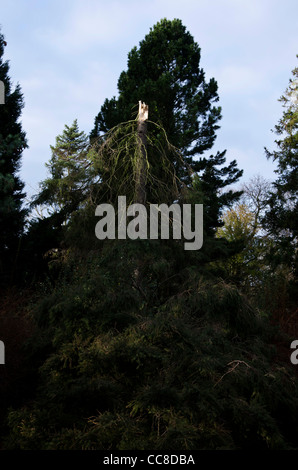Storm damage to a tree in the Royal Botanic Gardens in Edinburgh ...