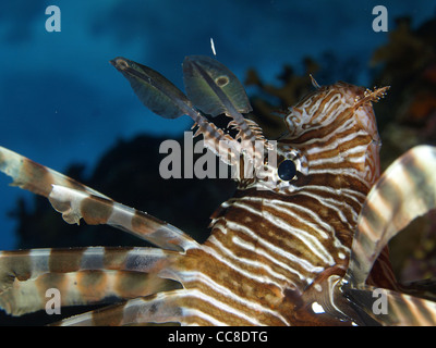 Lion fish in the Red Sea Colorful and beautiful, Eilat Israel a.e Stock ...