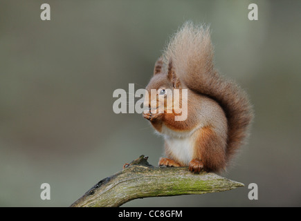 Red Squirrel (Sciurus vulgaris) taken in the grounds of the Shap Wells ...