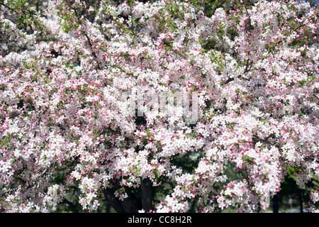 Apple tree in bloom in Southern Vermont Stock Photo - Alamy