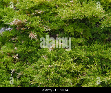 full frame natural background showing leavy exotic vegetation Stock ...