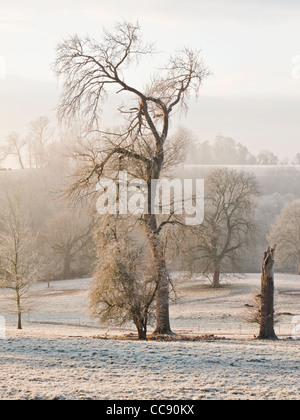 Old tree covered with hoar-frost Netherlands, Netherlands Stock Photo ...