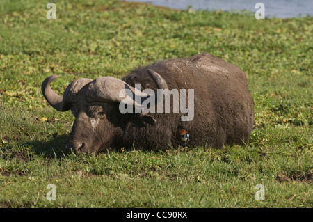 Swamp Water Buffalo standing in a pool of mud in Kruger National Park ...