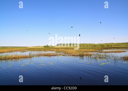 Big lake on the horizon with trees and reeds, deep blue water in the ...