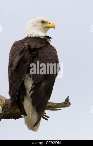 American Bald Eagle (Haliaeetus leucocephalus), adult, North America ...