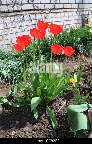 Bouquet of beautiful tulips near brick wall Stock Photo - Alamy