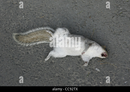roadkill, dead squirrel, grey squirrel, pershore, uk Stock Photo - Alamy