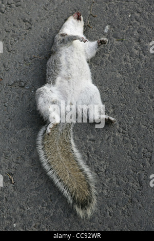 roadkill, dead squirrel, grey squirrel, pershore, uk Stock Photo - Alamy