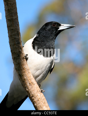 the pied butcher bird is black and white Stock Photo - Alamy
