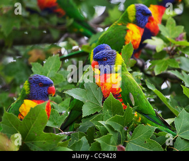 Lorikeets in tree Stock Photo - Alamy