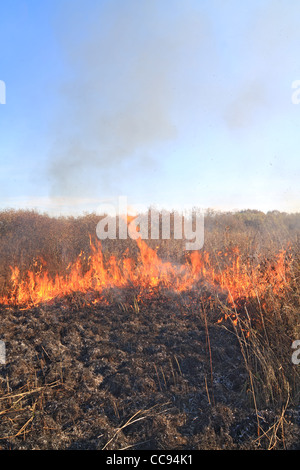 fire in dry herb Stock Photo - Alamy