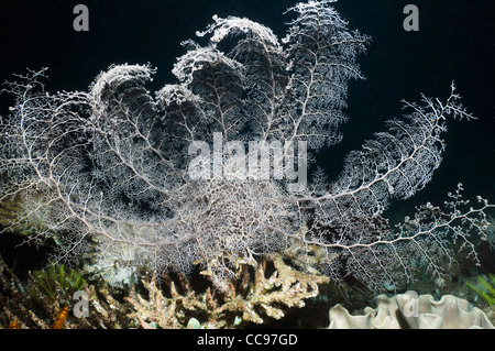 Basket Star, Astroboa nuda, night dive, Gili Lawa Darat dive site ...