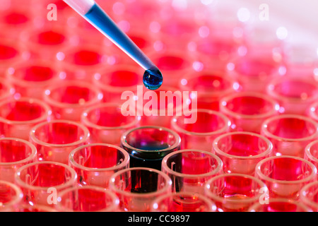 Blood test. Multi-pipette puts blood samples into a multi-well sample ...
