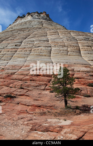 A low-angle shot of the big rocky mountains covered in green trees ...