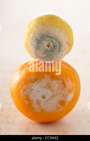 Rotten inside orange. Mold on fruit pulp. Spoiled orange on chopping ...