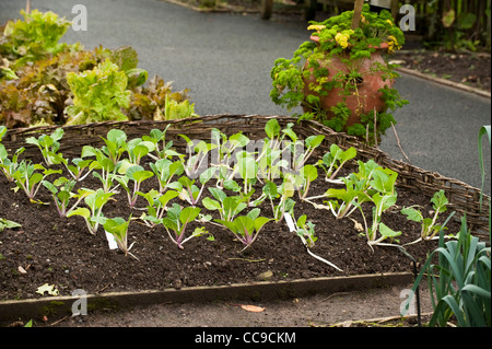 Pak choi ‘Canton Dwarf’, Brassica rapa ssp chinensis ‘Canton Dwarf ...