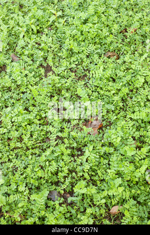 Winter Tares, Vicia sativa, growing as a green manure in a raised bed ...