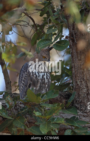 Ornate hawk eagle, Crested eagle hawk, Crested hawk eagle (Spizaetus ...