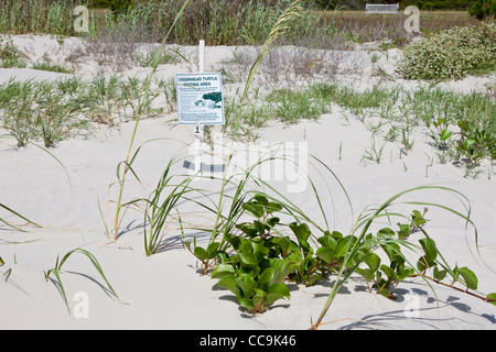 Loggerhead Turtle Nesting Area Stock Photo - Alamy