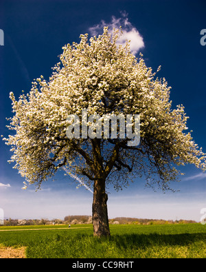 Single blossoming lonely tree in spring Stock Photo - Alamy