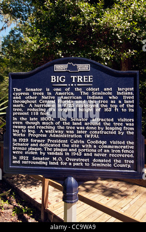 The Senator, 3500-year-old cypress tree, the world's oldest cypress and ...