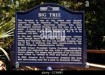 The Senator, 3500-year-old cypress tree, the world's oldest cypress and ...