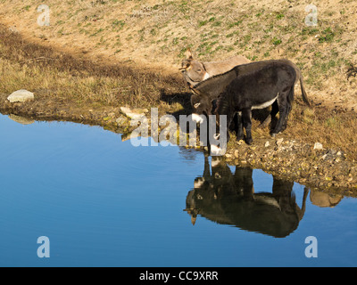 donkey drinking water on the river Stock Photo - Alamy