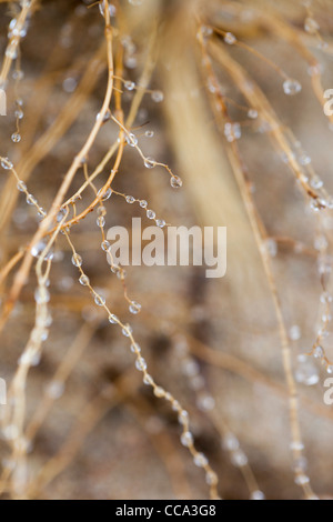 Marram Grass, Ammophila and their root system as seen from below Stock ...