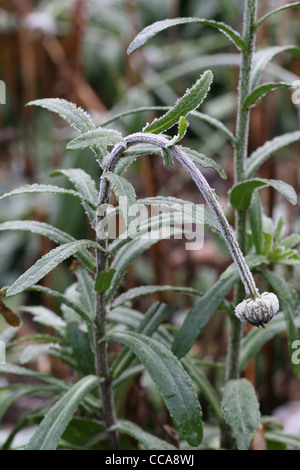Daisy daisies stems Stock Photo - Alamy