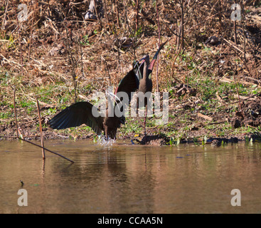 A pair of American White Ibis Stock Photo - Alamy