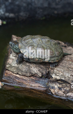 Reeve's Turtle (Chinemys reevesi). Found in China and Japan Stock Photo ...